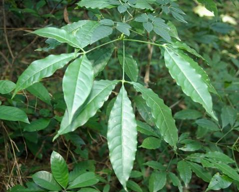 Thin evodia leaf - TCM Herbs - TCM Wiki