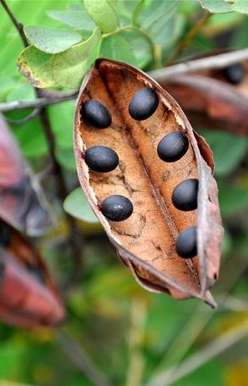 Yun Shi - TCM Herbs - TCM Wiki