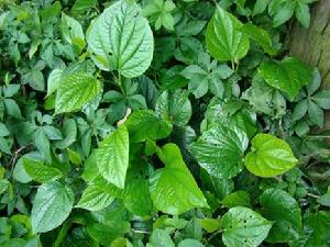 Folium Piperis Sarmentosi - TCM Herbs - TCM Wiki