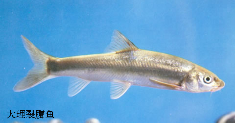 Arch fish - TCM Herbs - TCM Wiki