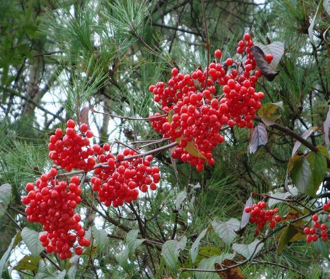 Leng Fan Guo - TCM Herbs - TCM Wiki