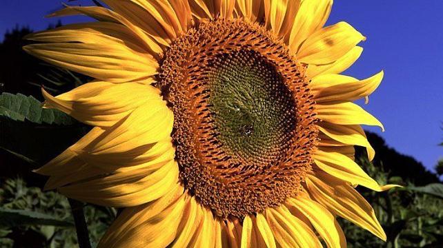 Sunflower Receptacle - TCM Herbs - TCM Wiki