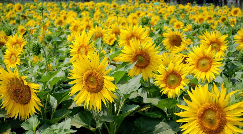 Xiang Ri Kui Hua - TCM Herbs - TCM Wiki