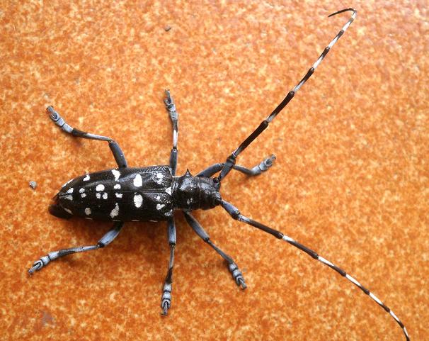 Mulberry longicorn - TCM Herbs - TCM Wiki