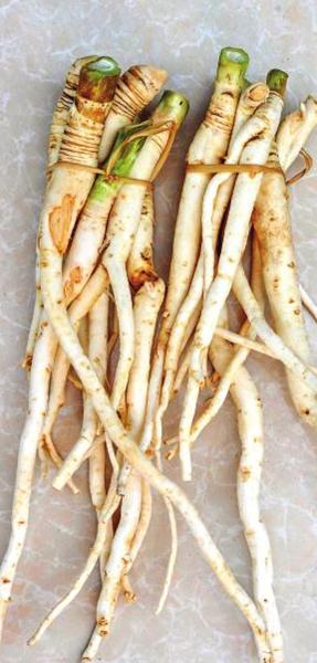 Fennel Root - TCM Herbs - TCM Wiki