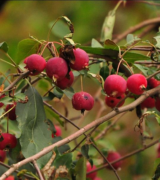 Chinese hawthorn wood - TCM Herbs - TCM Wiki