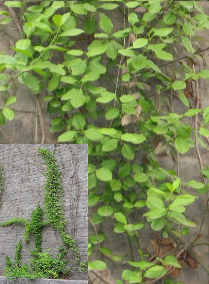 Fu Fang Teng - TCM Herbs - TCM Wiki