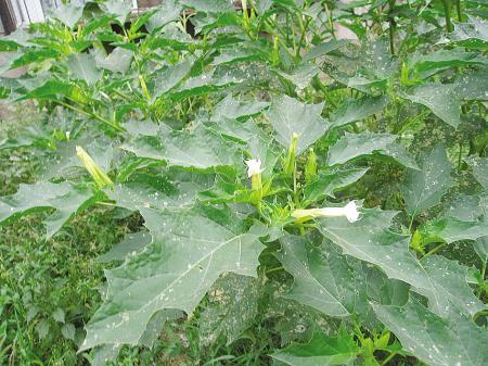 Man Tuo Luo Ye - TCM Herbs - TCM Wiki