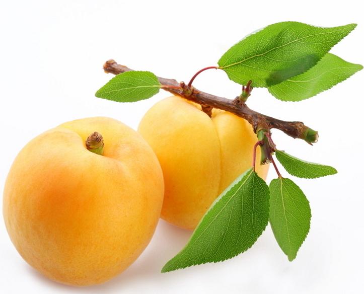 Xing Zi - TCM Herbs - TCM Wiki