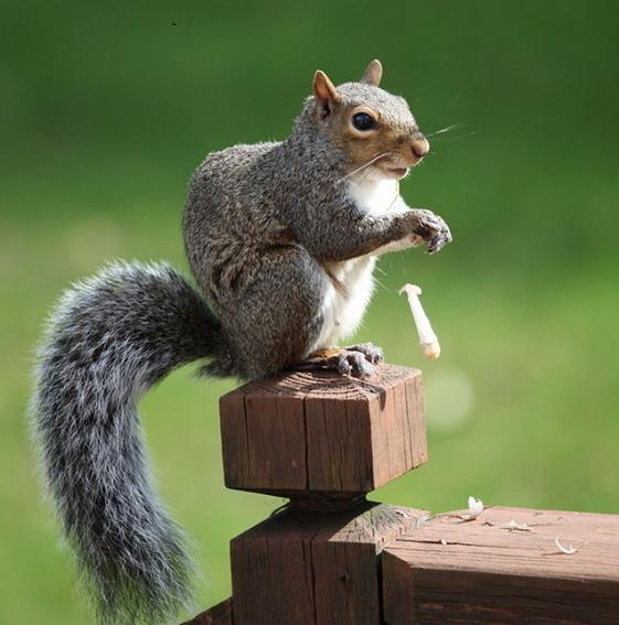 Song Shu - TCM Herbs - TCM Wiki