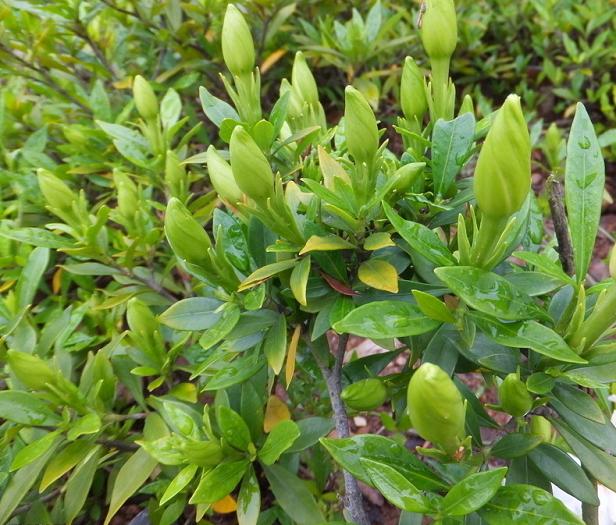 Zhi Zi Ye - TCM Herbs - TCM Wiki
