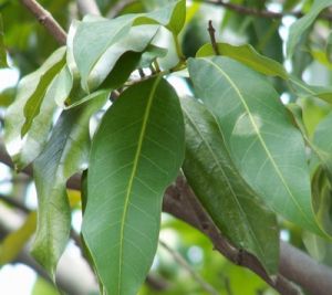 水翁叶 - TCM Herbs - TCM Wiki
