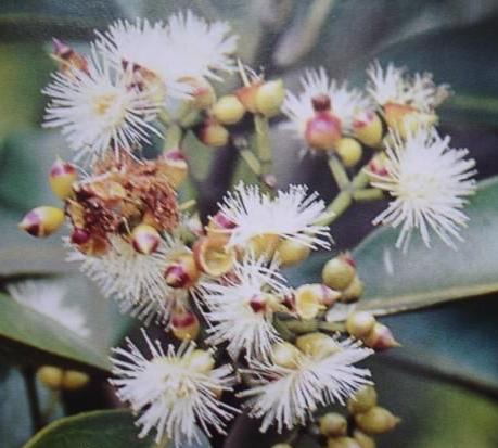 Shui Weng Hua - TCM Herbs - TCM Wiki