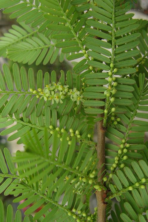 Leaf of Emblic Leafflower - TCM Herbs - TCM Wiki