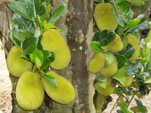 Bo Luo Mi Ye - TCM Herbs - TCM Wiki