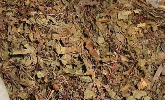 Hai Jin Sha Cao - TCM Herbs - TCM Wiki