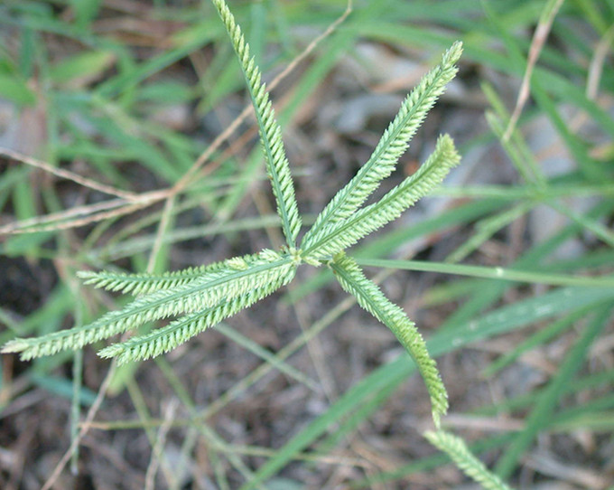 Goosegrass Herb - TCM Herbs - TCM Wiki