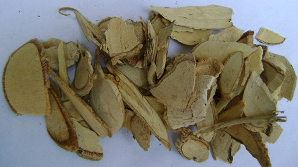 Mao Ren Shen - TCM Herbs - TCM Wiki