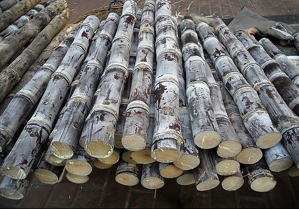 Sugarcane - TCM Herbs - TCM Wiki