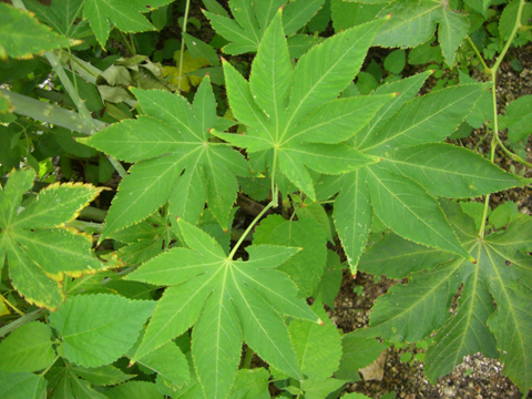 Tian Cha - TCM Herbs - TCM Wiki