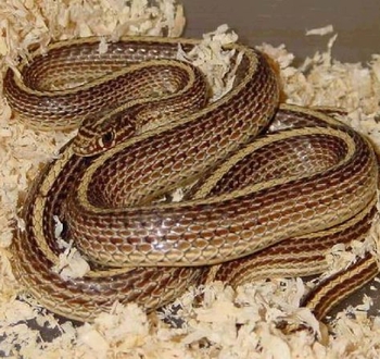 Spinal clouber - TCM Herbs - TCM Wiki