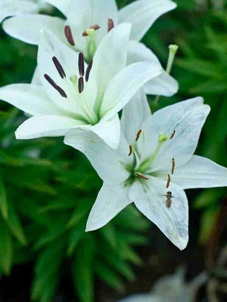 Bai He Flower | Best Flower Site