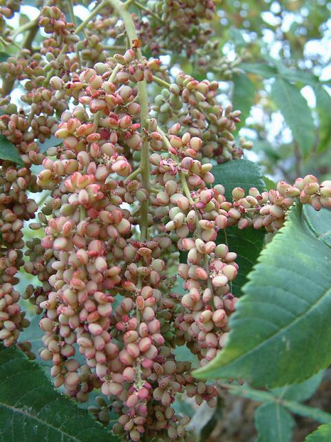 Chinese sumac fruit - TCM Herbs - TCM Wiki