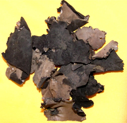 Edible manna lichen carpophore - TCM Herbs - TCM Wiki