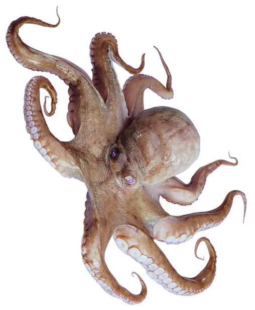 Octopus - TCM Herbs - TCM Wiki