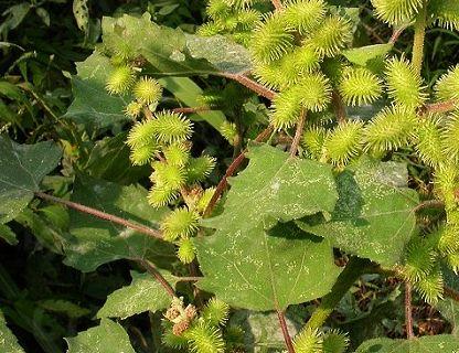 Xanthium sibiricum - TCM Herbs - TCM Wiki