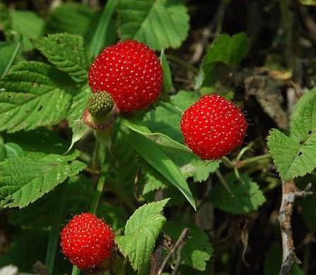 Japanese raspberry herb - TCM Herbs - TCM Wiki