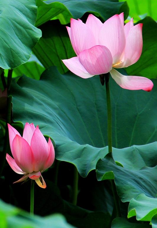 Lian Hua - TCM Herbs - TCM Wiki