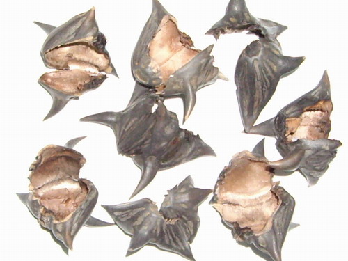 Ling Ke - TCM Herbs - TCM Wiki