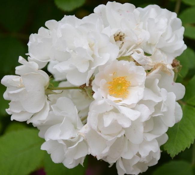 Qiang Wei Hua - TCM Herbs - TCM Wiki