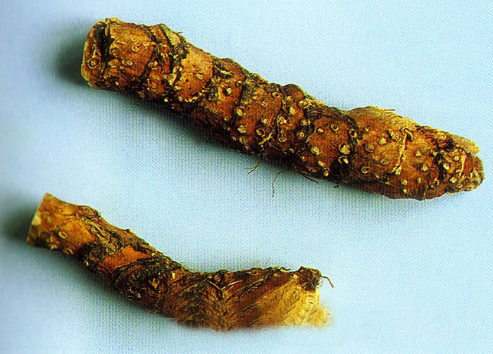 Rhizoma Acori Calami - TCM Herbs - TCM Wiki