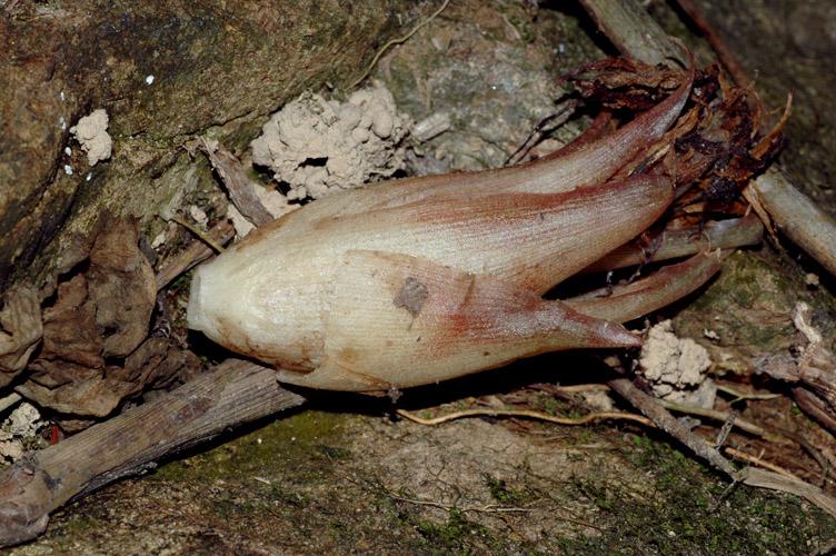 Rhizome of mioga ginger - TCM Herbs - TCM Wiki