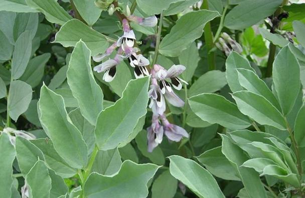 Can Dou Ye - TCM Herbs - TCM Wiki