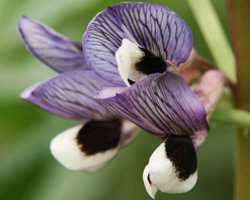 Can Dou Hua - TCM Herbs - TCM Wiki