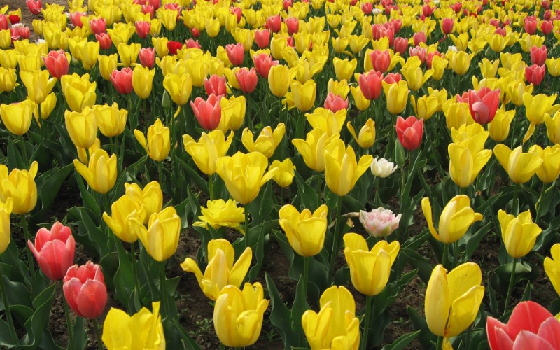 Yu Jin Xiang - TCM Herbs - TCM Wiki