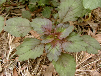 Ye Xian Cai - TCM Herbs - TCM Wiki