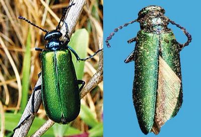 Mung bean blister beetle - TCM Herbs - TCM Wiki