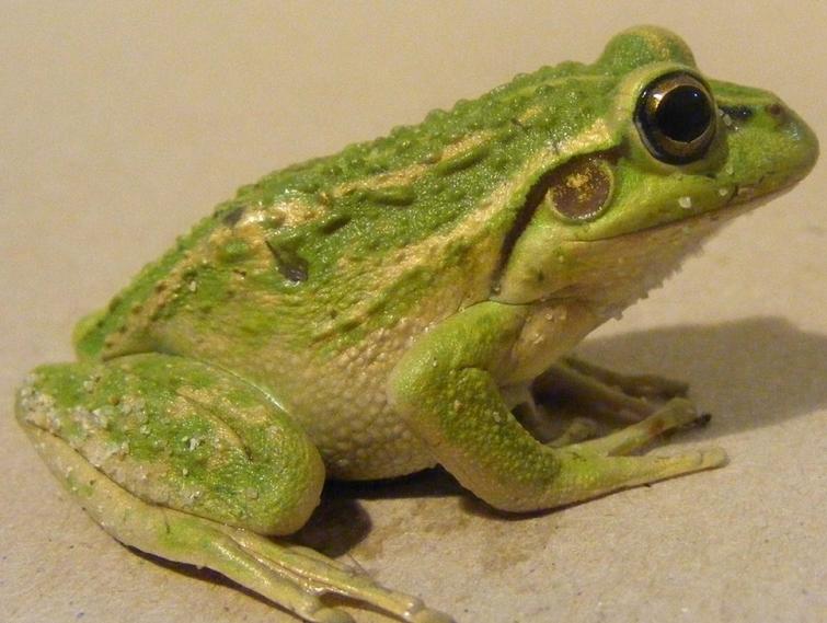 Pond frog - TCM Herbs - TCM Wiki