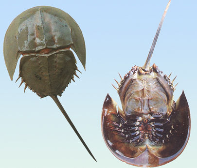 Limulus meat - TCM Herbs - TCM Wiki