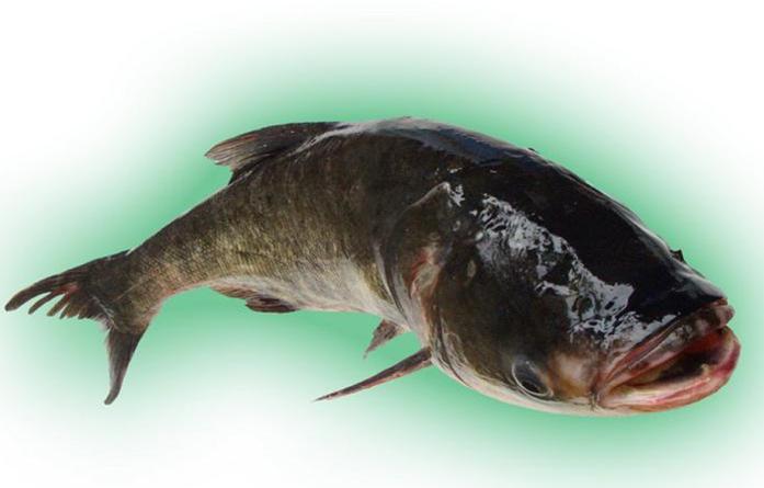 Lian Yu - TCM Herbs - TCM Wiki