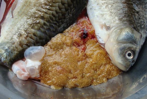 Crucian carp roe - TCM Herbs - TCM Wiki