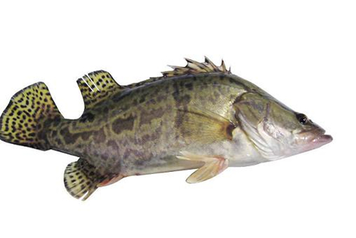 Gui Yu - TCM Herbs - TCM Wiki