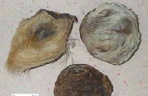 She Xiang Ke - TCM Herbs - TCM Wiki