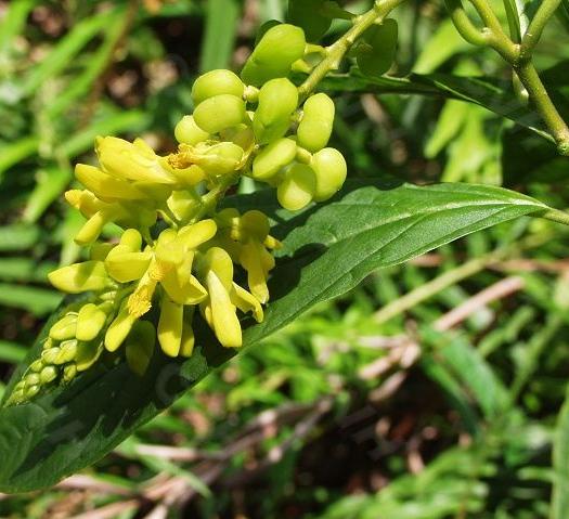 Huang Hua Dao Shui Lian - TCM Herbs - TCM Wiki