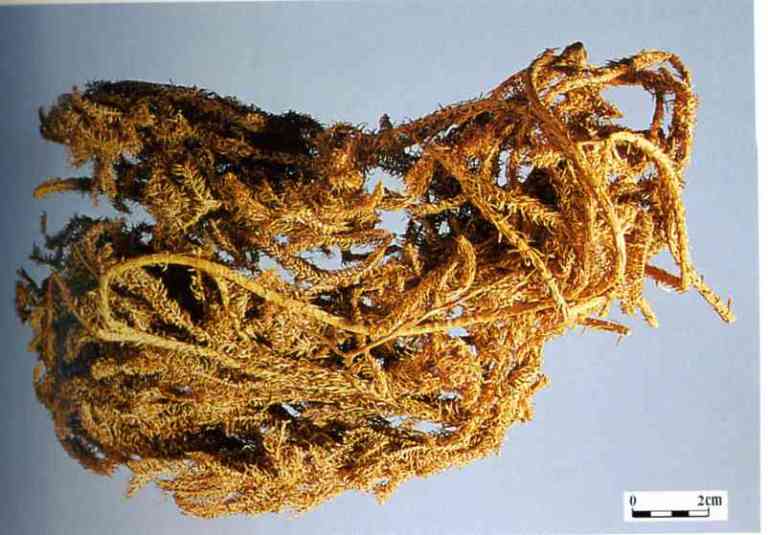 Shen Jin Cao - TCM Herbs - TCM Wiki